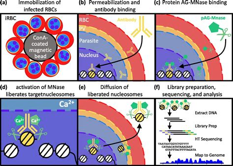 Genome Wide Profiling Of Histone Modifications In Plasmodium Falciparum