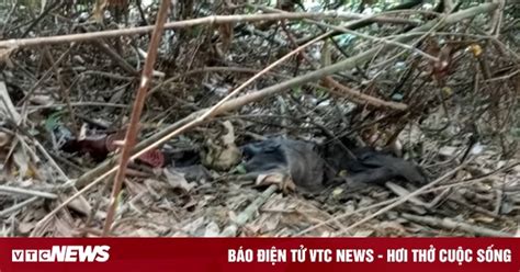 Phát hiện thi thể nghi của kẻ giết người tình rồi bỏ trốn vào rừng sâu