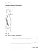 Ch 01 Worksheets Answer Docx Chapter 1 Review Sheets Chapter 1 The