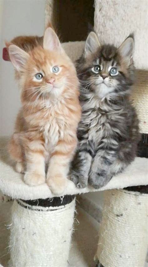 Free Kittens Near Me 2020 Craigslist Kick Ass Chatroom Image Bank