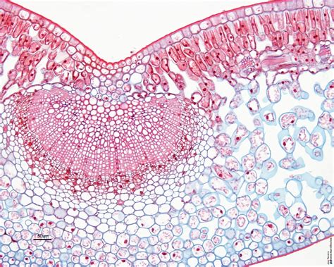 Folha de Dicotiledónea 1 Organização dorsiventral Banco de Imagens