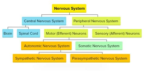 Biopsychology Diagram Quizlet