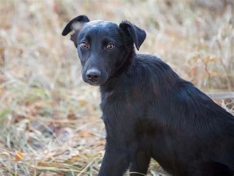 TOP 10 NOMES PARA CACHORRO PRETO