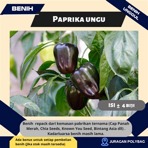 Jual 4 Biji Benih Paprika Ungu Hibrida PURPLE STAR F1 Dari Known You