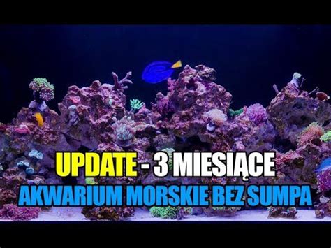 Glossy Reef Miesi Ce Pykn O Akwarium Morskie Bez Sumpa