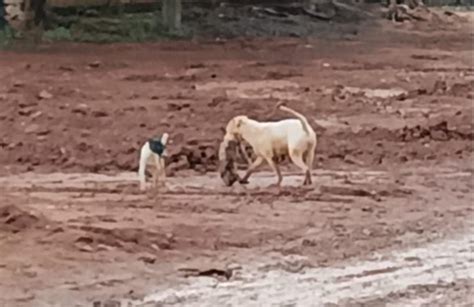 Pitbull solto ataca moradora e mata quatro gatos Bolsão News