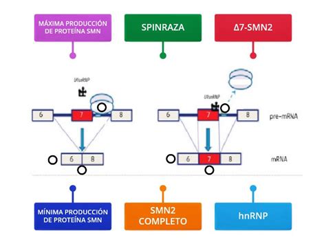 Splicing Alternativo Y La Cura De La Atrofia Muscular Espinal