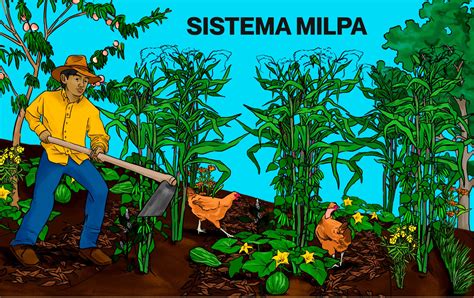 La Milpa Un Sistema Agroforestal Diverso Vivamos Mejor