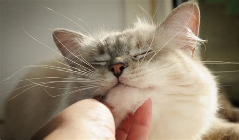 Les Races De Chats Les Plus Affectueux Jardiland