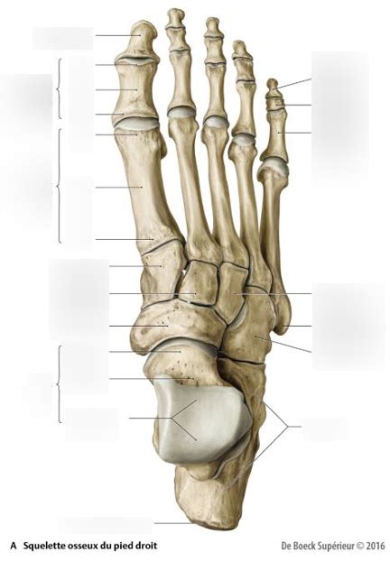 Pied Vue Sup Rieure Diagram Quizlet