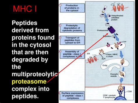 Ppt Major Histocompatibility Complex Powerpoint Presentation Free