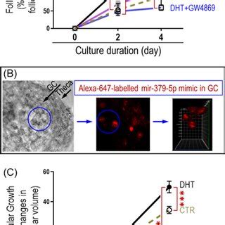 Mir 379 5p Suppresses Rat Preantral Follicular Growth A Inhibition Of
