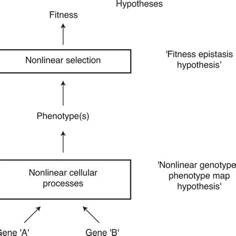 schematic of the hypotheses examined epistasis can arise at two download scientific diagram