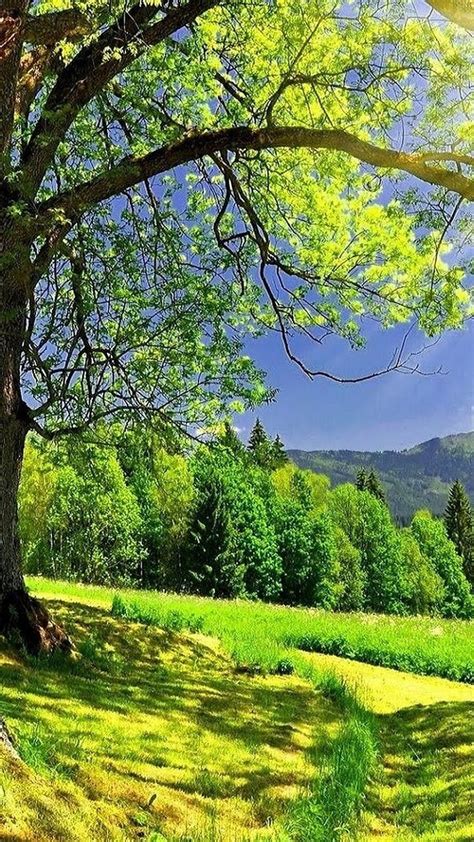 Top Nature Background Images Hd Amazing Collection Nature