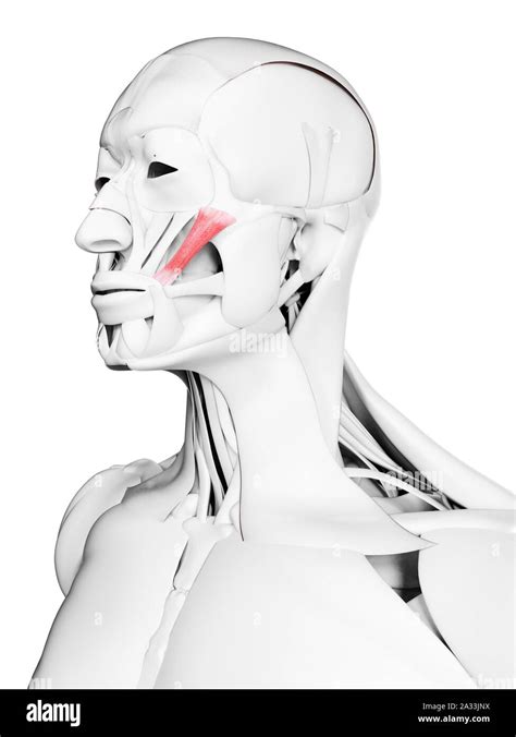 Zygomaticus Major Muscle Illustration Stock Photo Alamy