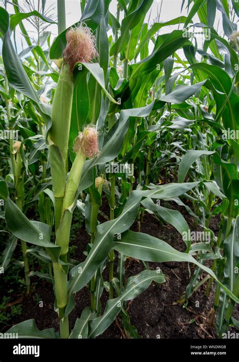 Growing Corn Crops Hi Res Stock Photography And Images Alamy