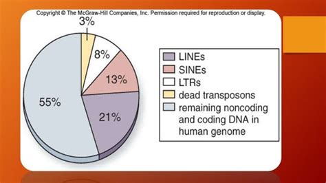 non coding dna presentation