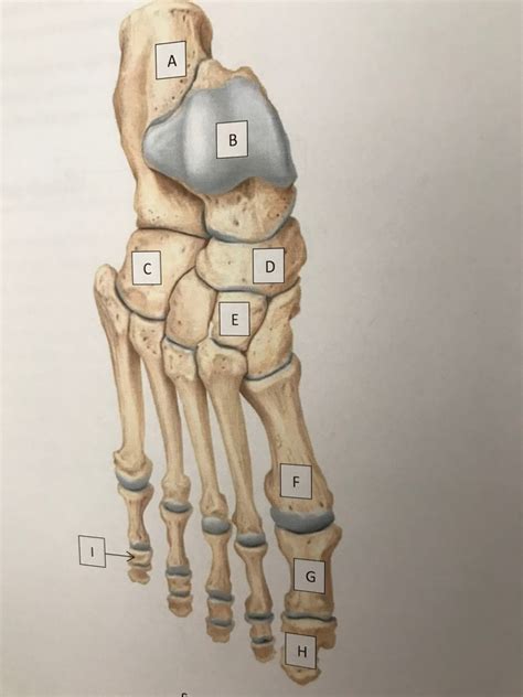 Bones Of The Foot Diagram Quizlet