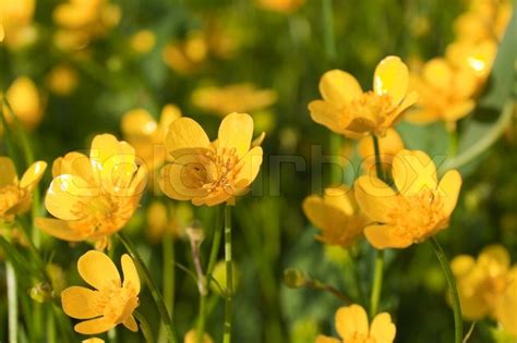 Sm Gule Blomster Stock Foto Colourbox