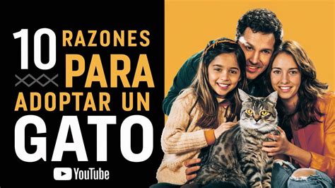 Razones Para Adoptar Un Gato Por Qu Adoptar Un Gato En Youtube