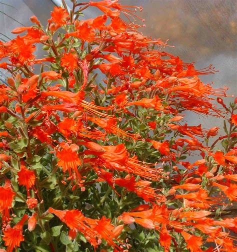 Drought Tolerant Plants For A Long Beach Southern California Native Garden