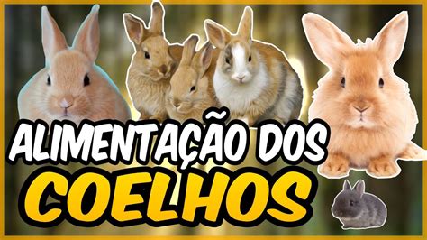 CRIAÇÃO DE COELHOS ALIMENTAÇÃO DOS COELHOS YouTube