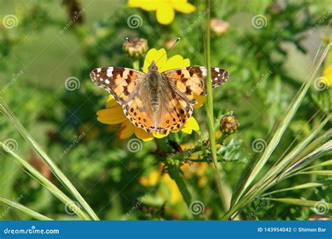 Schmetterling Sitzt Auf Einer Gelben Blume Stockfoto Bild Von Blume