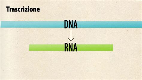 Sintesi Proteica Trascrizione Dna Collezioni Zanichelli