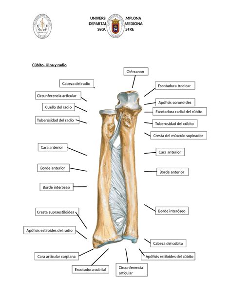 Gaviota Permiso Punto Muerto Radio Y Sus Partes Anatomia Pobreza Blusa