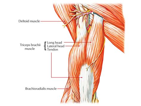 SFIDN FITS Blog 4 Cara Melatih Otot Tricep Di Gym Yang Efektif