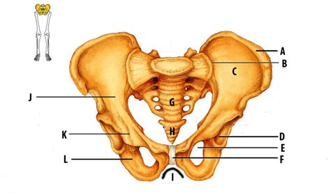 Mrs Huff S Anatomy Physiology Class Appendicular Skeleton Quiz