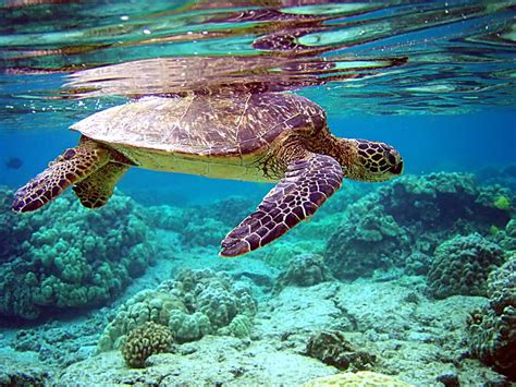 Tortuga Marr N Agua El Fondo Corales Tortuga Fondo De Pantalla Hd
