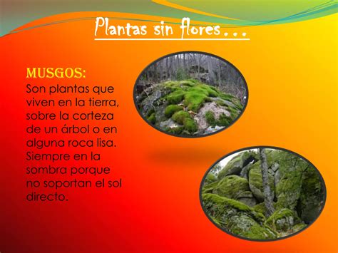 CóMo Se Clasifican Las Plantas PPT Descarga Gratuita