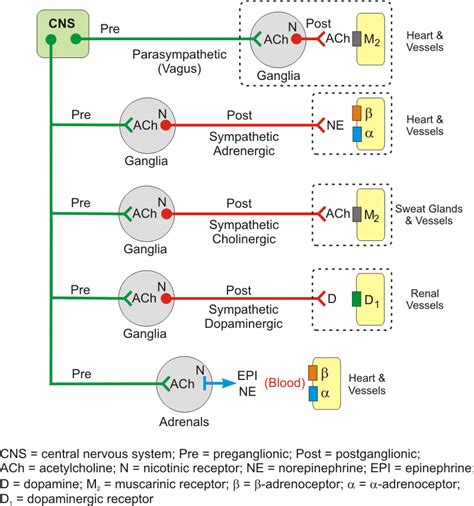 Parasympathetic Nervous System Aka Google Search Adrenergic Receptors