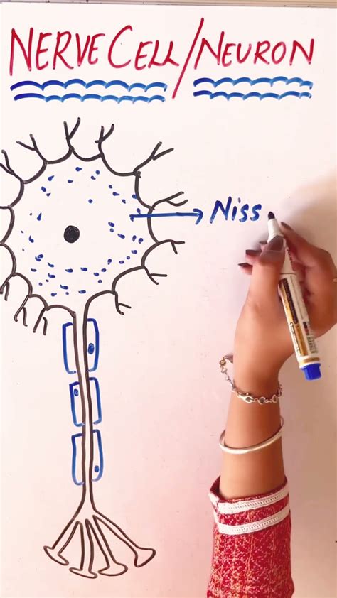 How To Draw Nerve Cell Neuron Nervoussystem Controlandcoordination