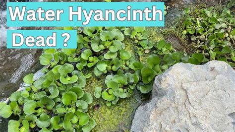 Why Is My Water Hyacinth Dead YouTube