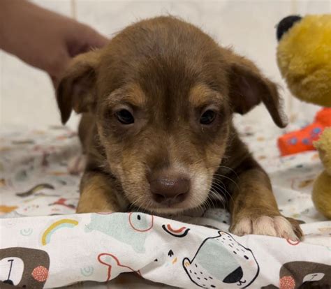 Nova edição da Feira Pet terá três cães e dois gatos disponíveis para