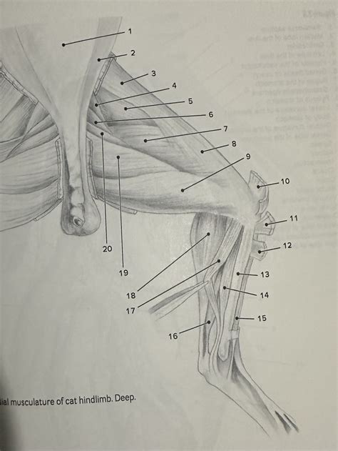 Diagram Of Figure B Deep Cat Hindlimb Musculature Medial View