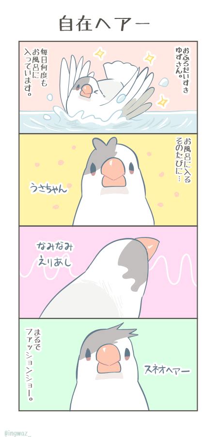 文 新木南生 on Twitter 自在ヘアー Buncho javasparrow 文鳥