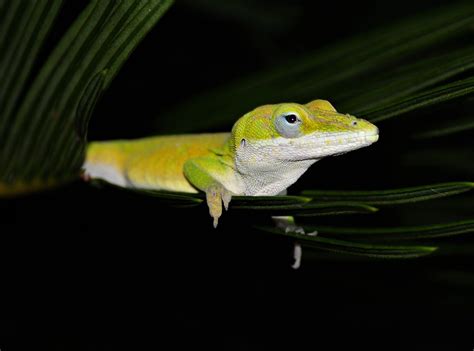 Lagarto Reptil Naturaleza Fauna Foto Gratis En Pixabay Pixabay