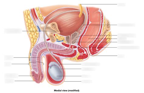 Reproductive System Figure 28 2 Male Reproductive System Diagram