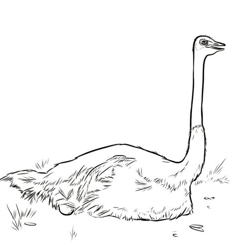 Dibujos de Anidación de Avestruz para Colorear para Colorear Pintar e