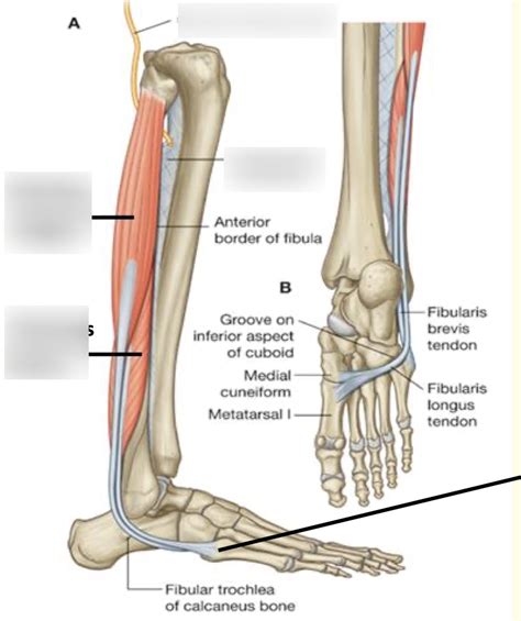 Lateral Leg Diagram Quizlet