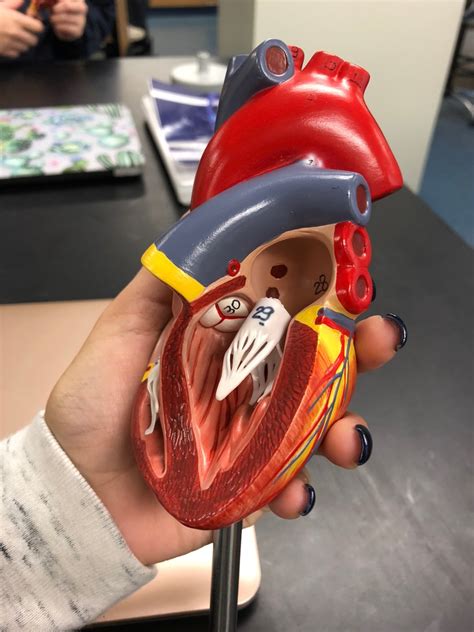 Heart Diagram Diagram Quizlet