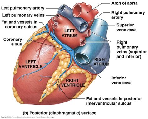 Heart Posterior Surface Anatomy Diagram