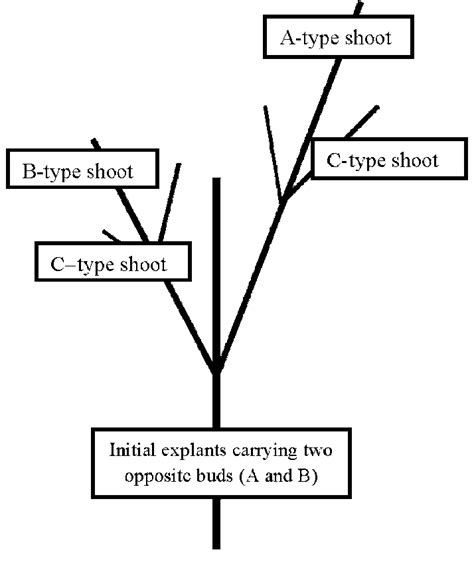 diagrammatic branching structure of the olive microcutting development download scientific diagram