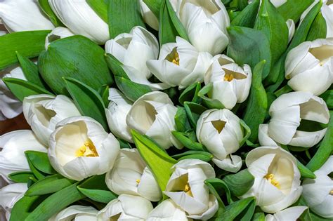 Tulipan Bukiet Kwiaty Darmowe zdjęcie na Pixabay Pixabay