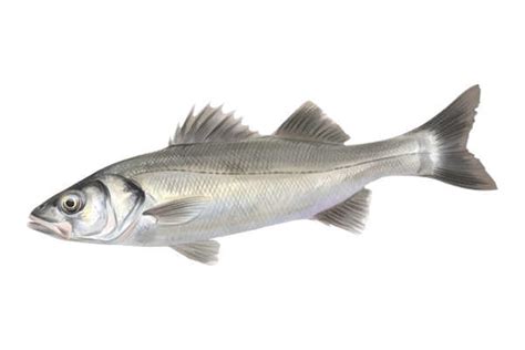 Listado pescados blancos características propiedades y nutrientes