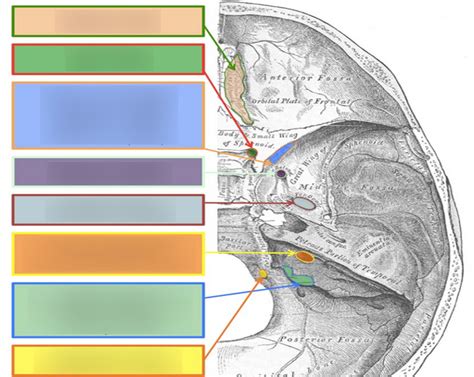 Cranial Nerves Diagram Quizlet