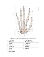 Lab B The Carpals Metacarpals And Phalanges Answered Pdf Bluedoor